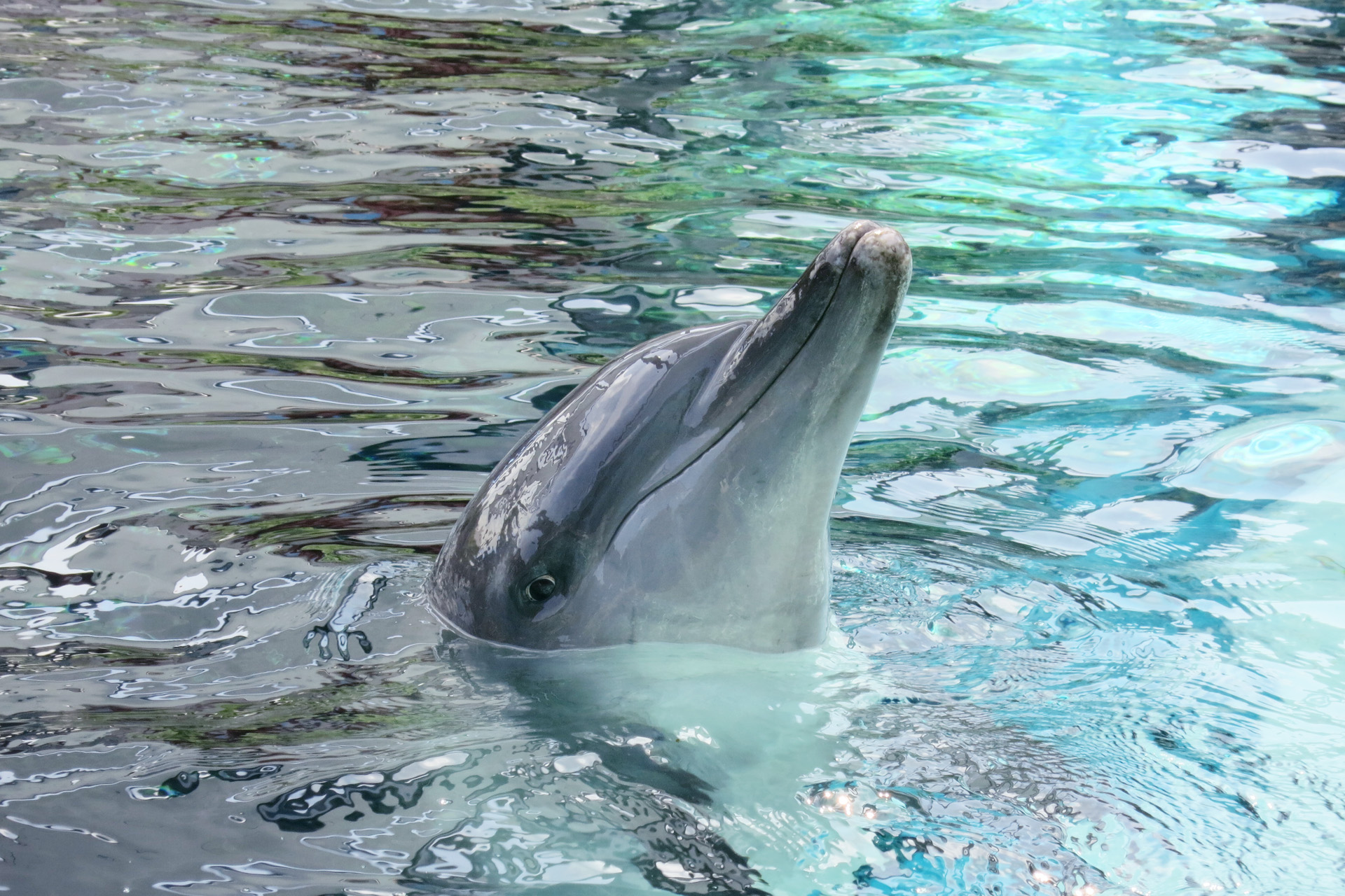 An unforgettable dolphin experience in Singapore - Karen Ashley